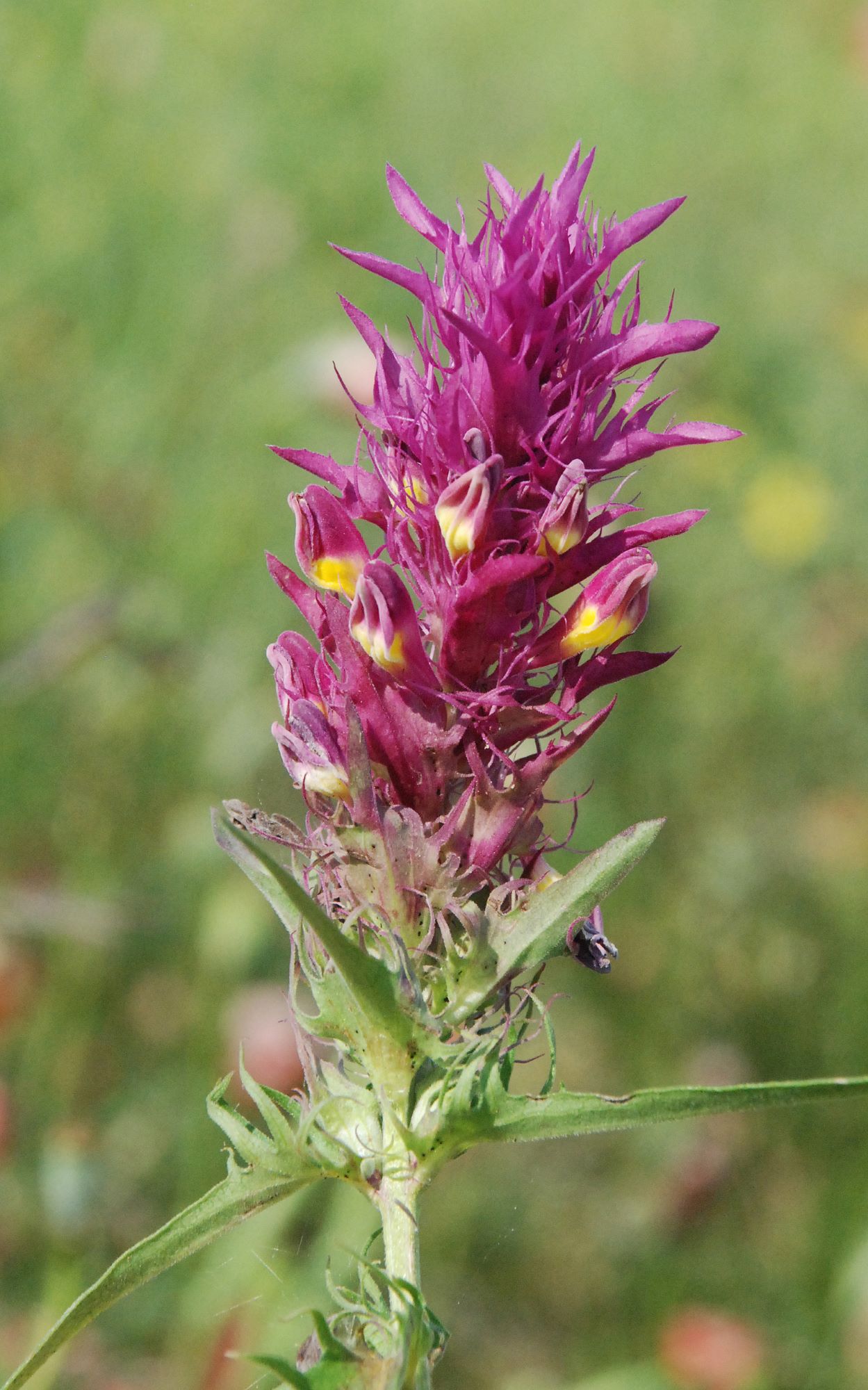 Ackerwildkraut des Monats – August 2024