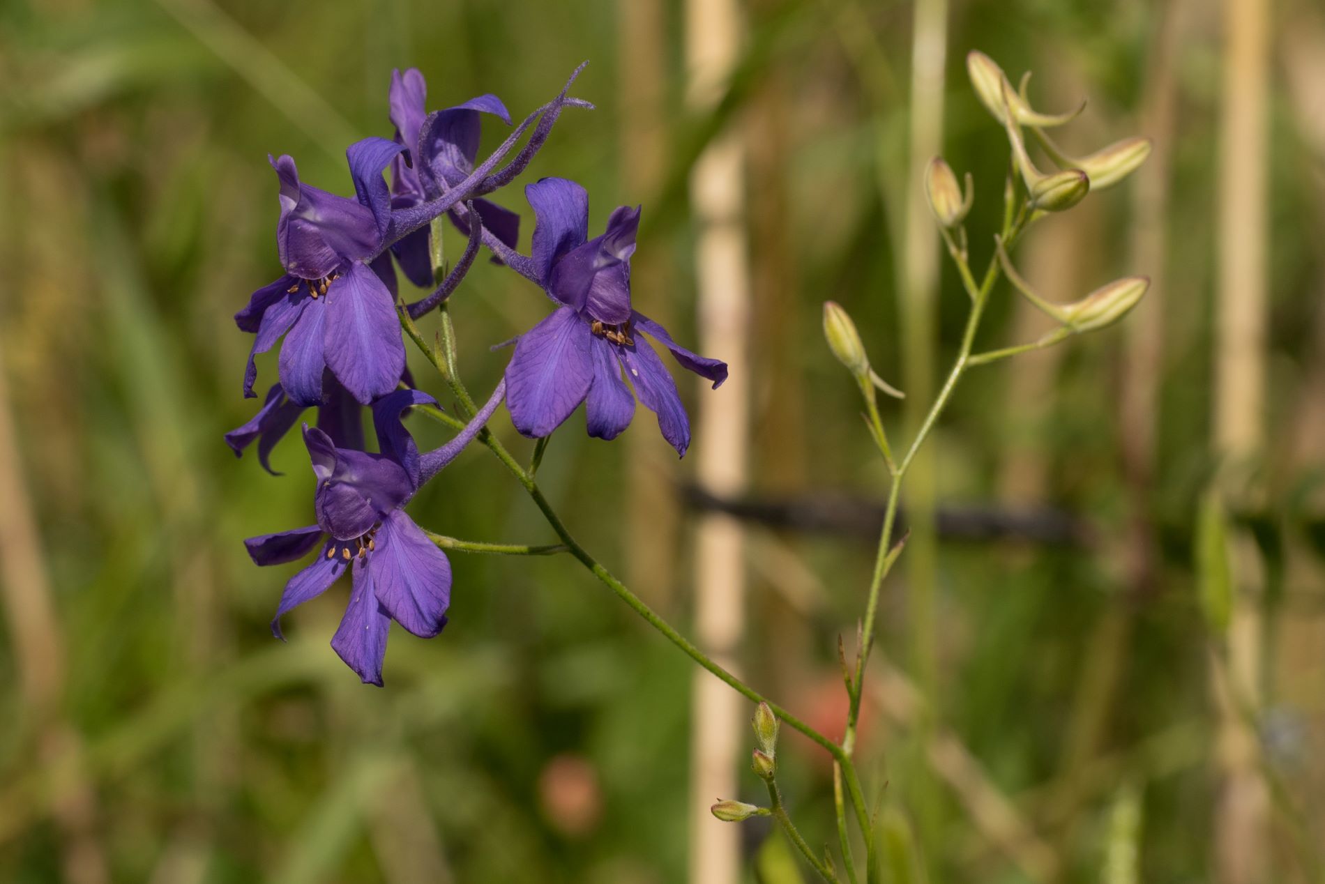 Ackerwildkraut des Monats – Oktober 2024