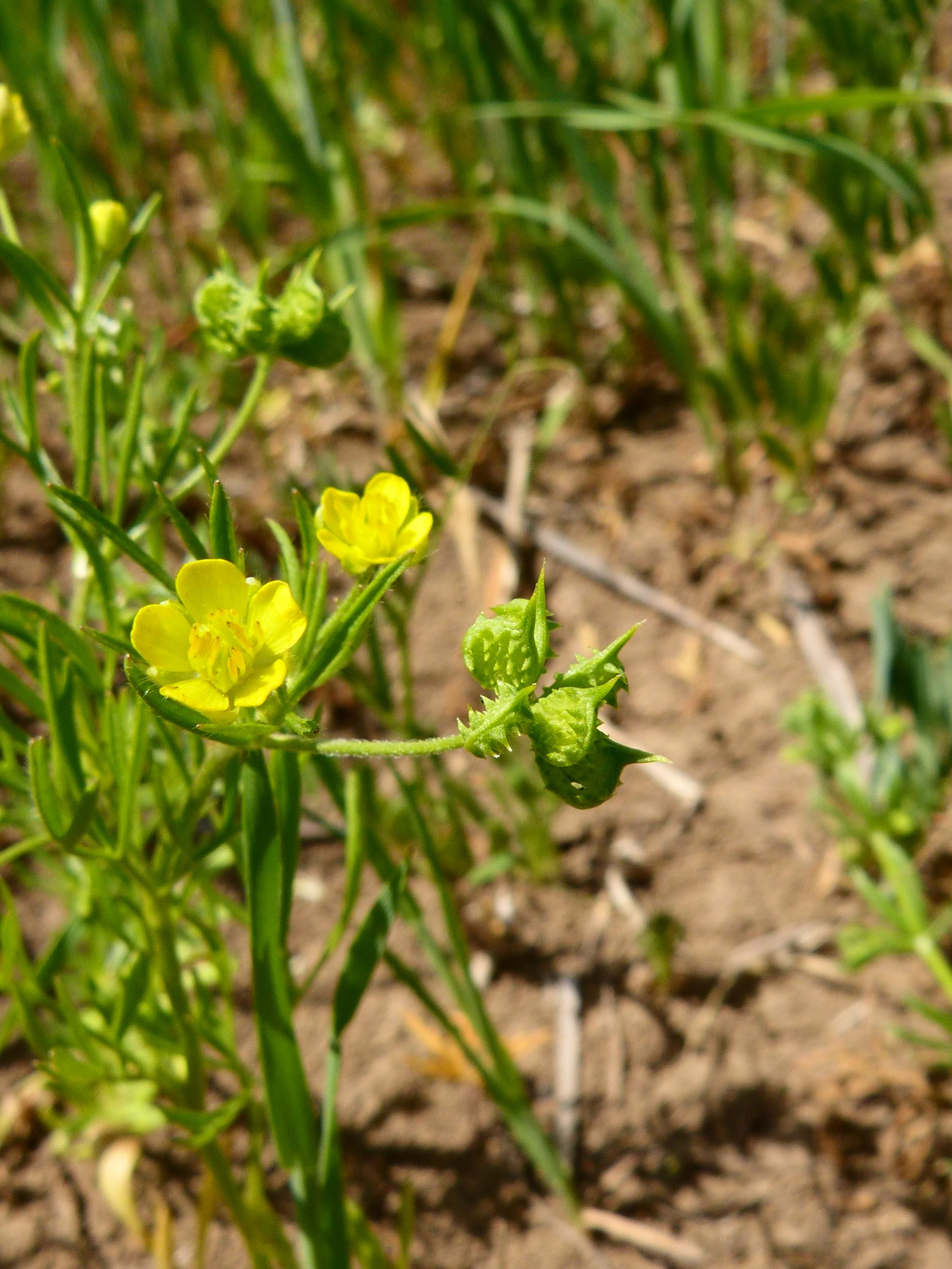 Ackerwildkraut des Monats – Januar 2025